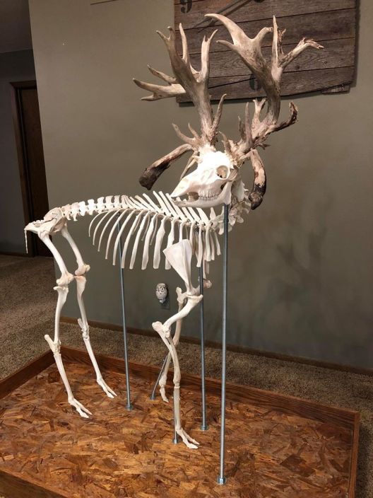 Fully Assembled Deer Skeleton is Eye Candy for the Whitetail Lover ...