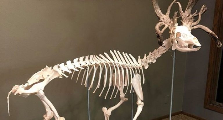 Fully Assembled Deer Skeleton is Eye Candy for the Whitetail Lover ...