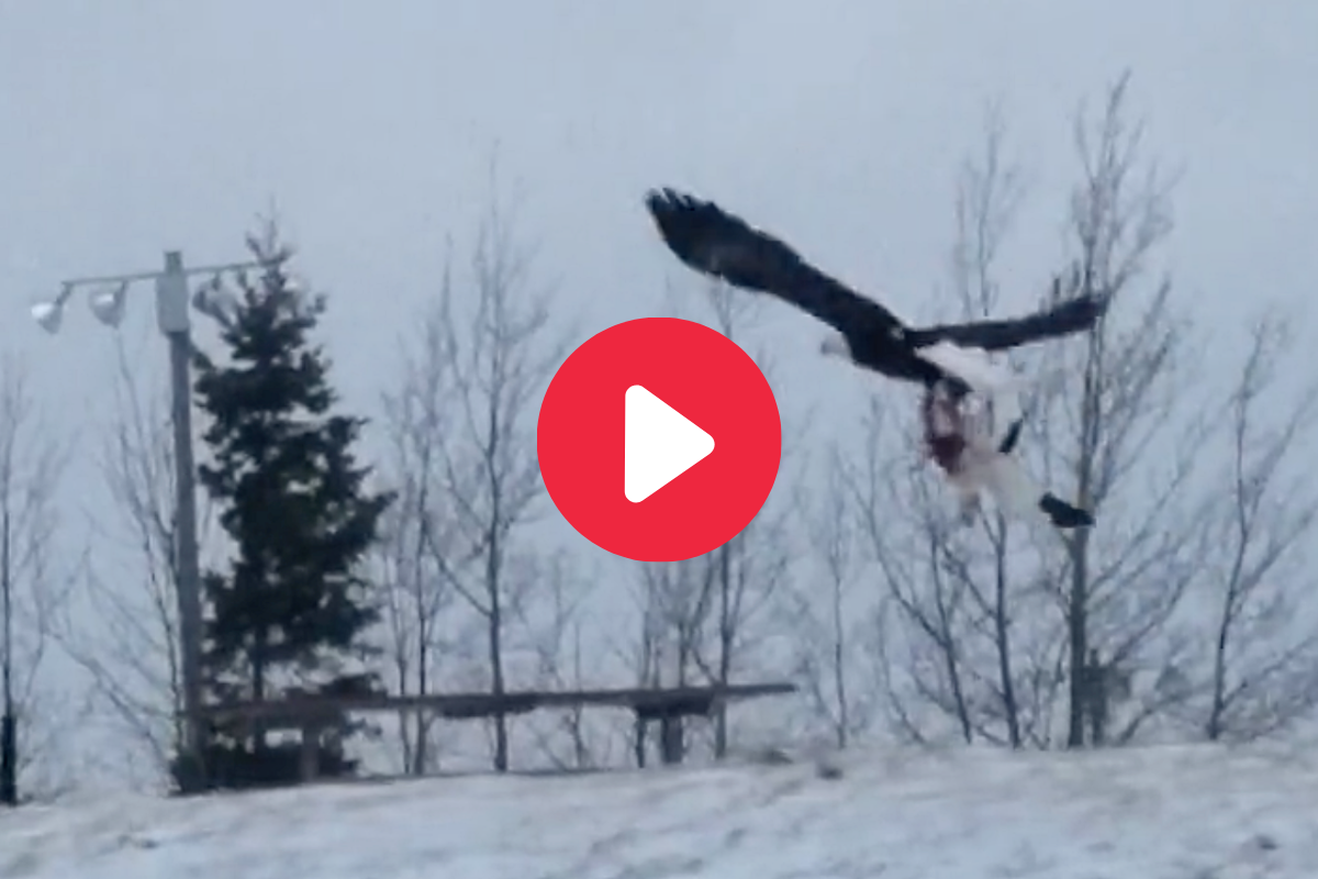 Bald Eagle Flies Away With Cat in Its Talons in a Warning to Cat Owners