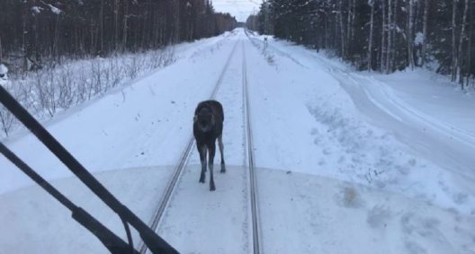 Moose Shows Speed on Ski Slope in Race Against Snowboarders - Wide Open ...