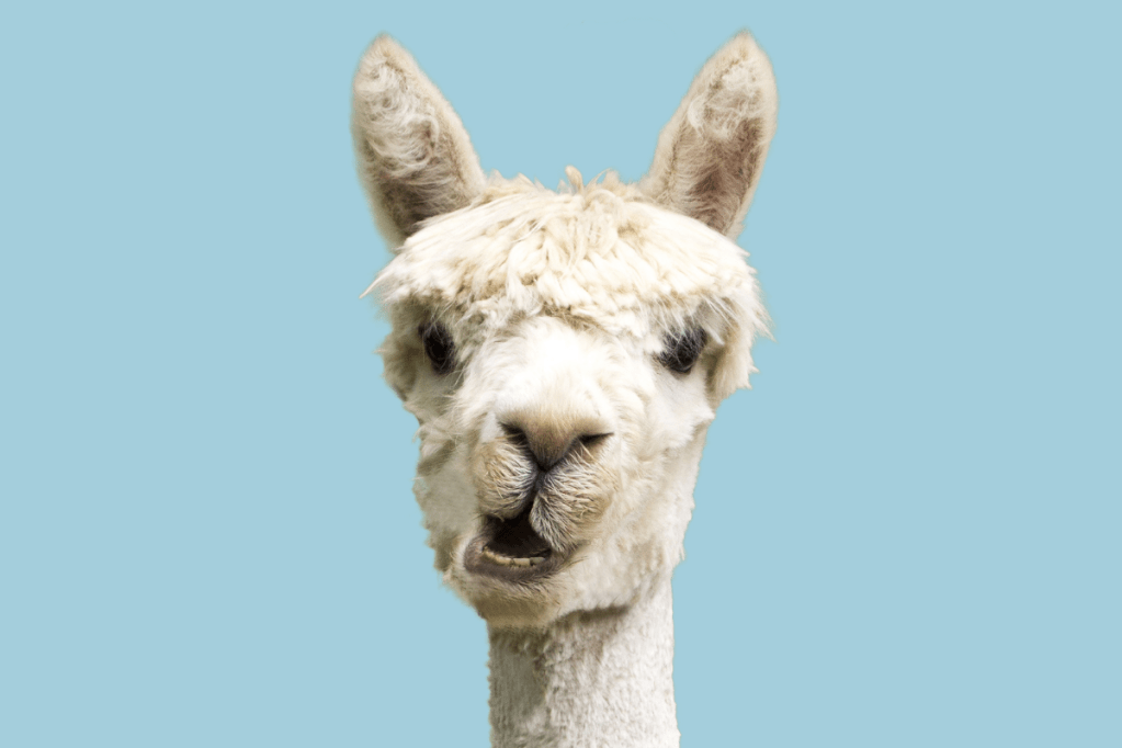 15 Best Llama Puns - Funny Llama Jokes and Puns