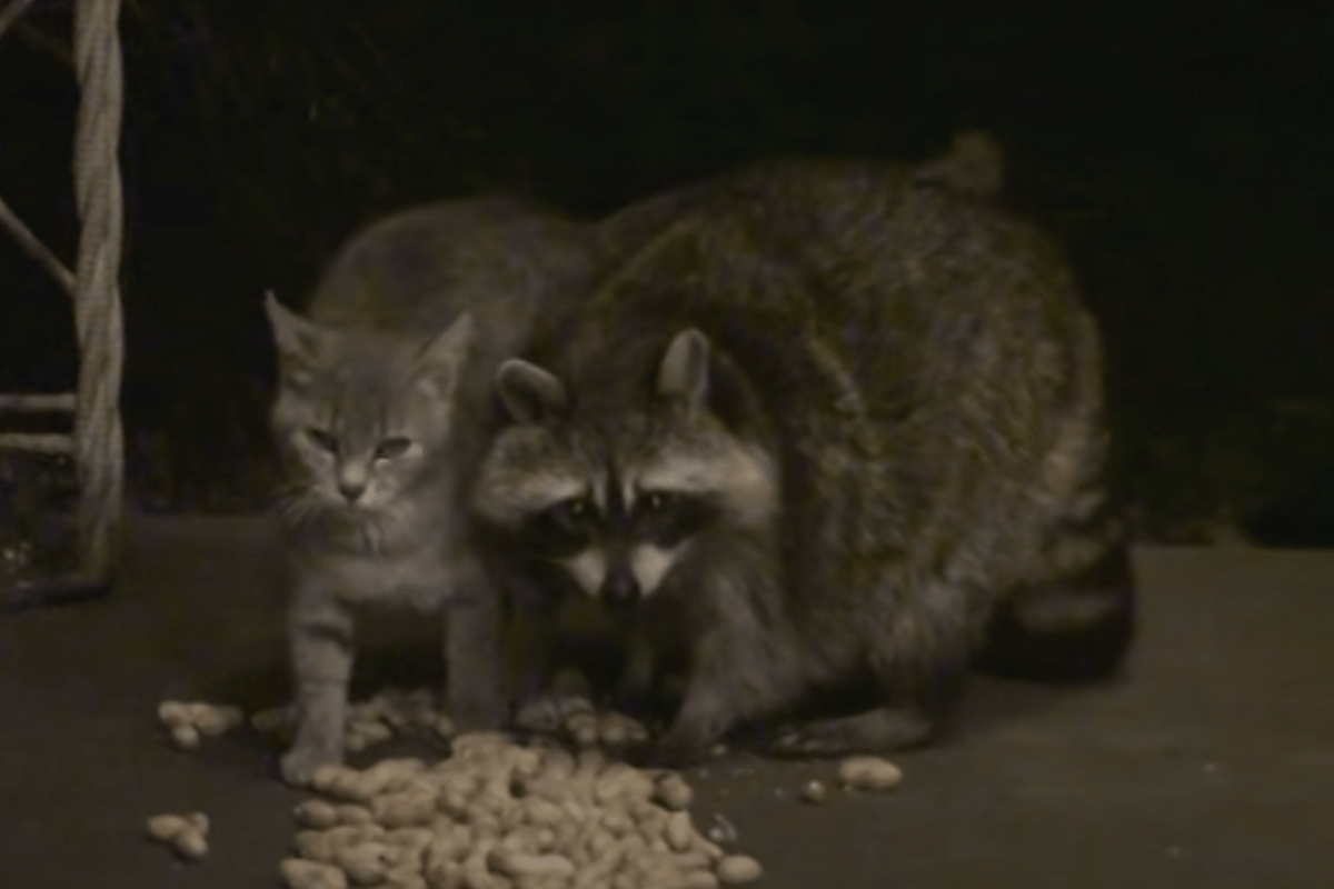 Raccoon & Feral Cat Make the Cutest Animal Odd Couple