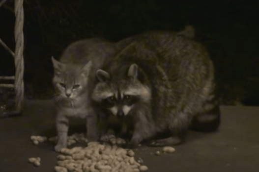 Raccoon & Feral Cat Make the Cutest Animal Odd Couple