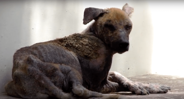 Chelsea Handler Shares Heartfelt Goodbye to Her Dog Chunk