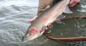 This is How You Fish 'The Mid' - Wide Open Spaces