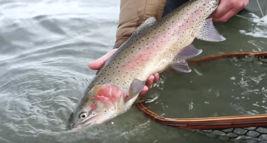 This is How You Fish 'The Mid' - Wide Open Spaces