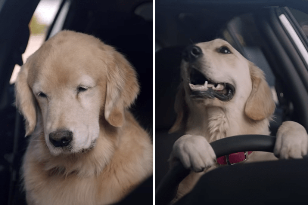 Subaru's Commercial About Dogs Parallel Parking Is Hilariously True