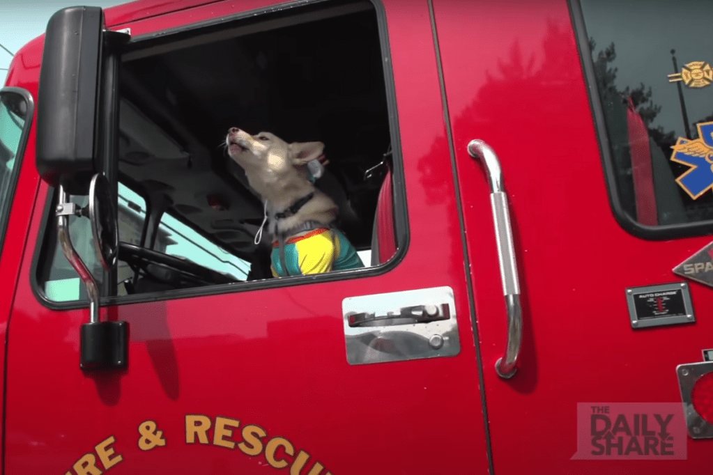 Service Dog Gets Firefighter-Filled Birthday Surprise