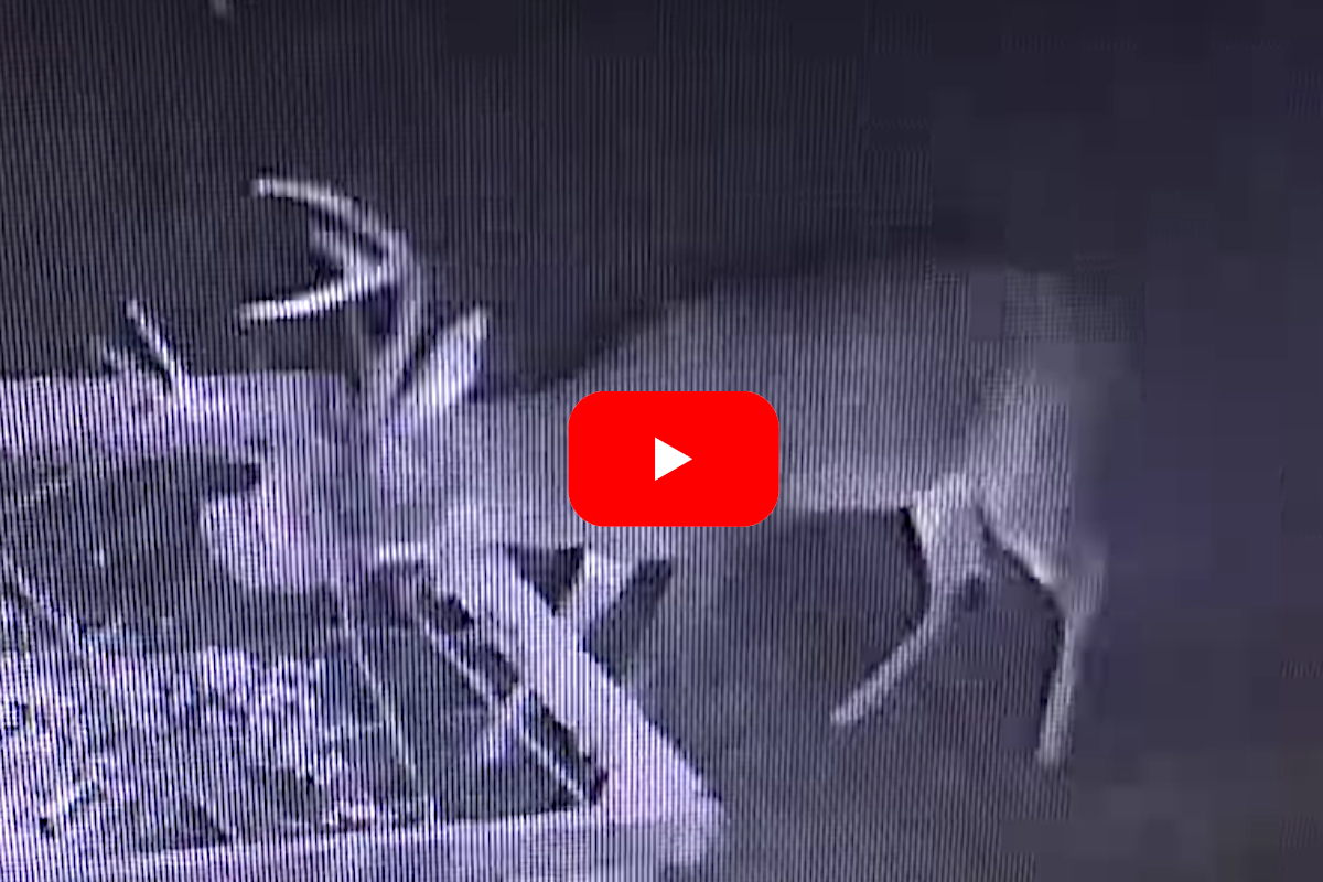 Buck's Antler Suddenly Pops Off in Bungee Cord Antler Trap - Wide Open ...