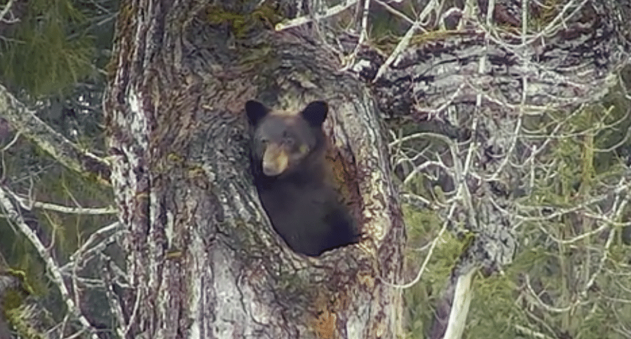 Webcam Captures Sleepy Black Bear Waking Up From Hibernation - Wide ...