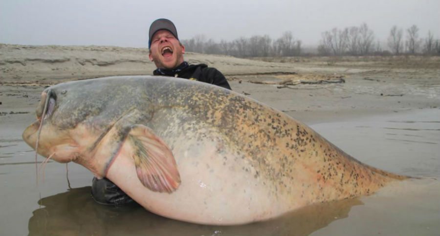 Angler Catches Absolute Monster Catfish Weighing Nearly 300 Pounds ...