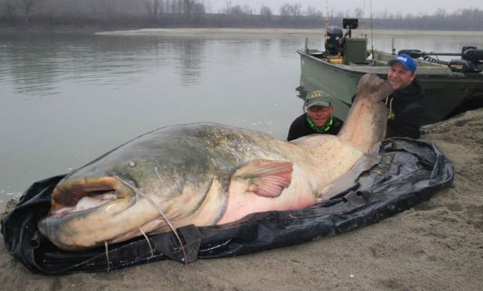 Angler Catches Absolute Monster Catfish Weighing Nearly 300 Pounds ...