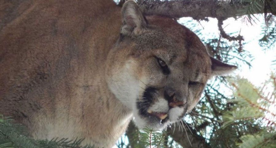FWS Finally Confirms Eastern Cougar Extinct - Wide Open Spaces