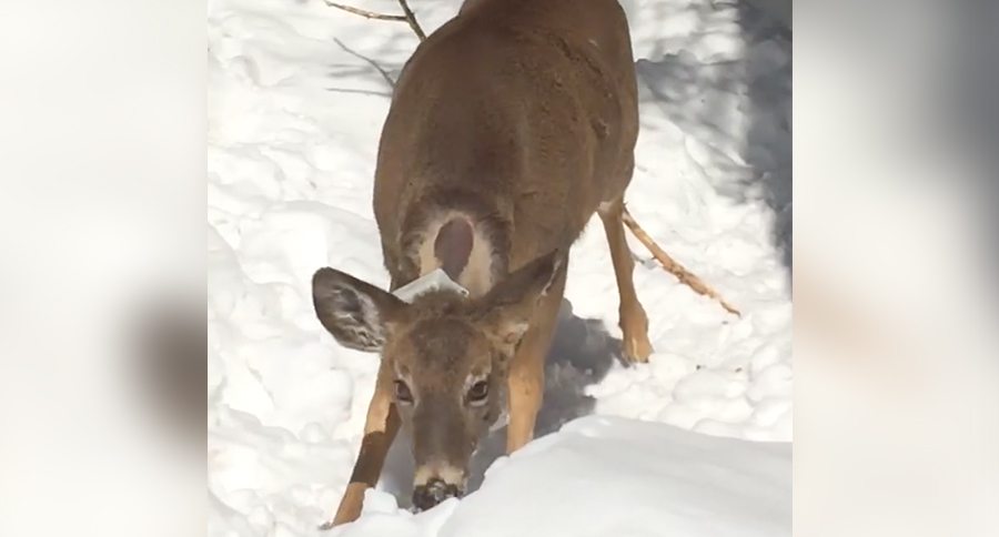 Tracking Collars on Deer in Canada Are Causing Issues - Wide Open Spaces