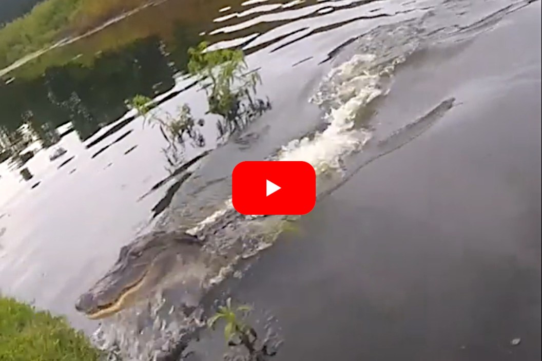 Florida Alligator Comes in Fast to Steal Fisherman's Bass - Wide Open ...