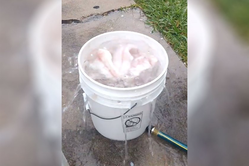 DIY Fish Filet Cleaning Hack is Ingenuity at Its Finest - Wide Open Spaces