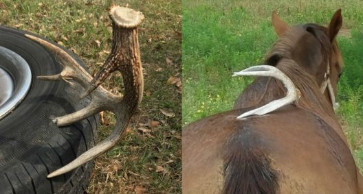 8 Incredibly Strange Places People Have Found Shed Antlers - Wide Open ...