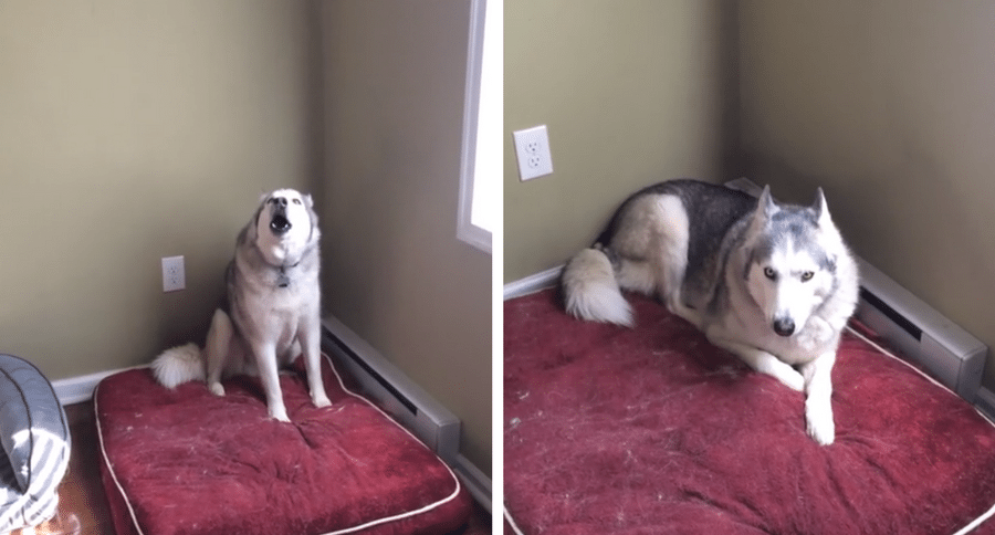 Here's How Vocal a Stubborn Husky Can Be