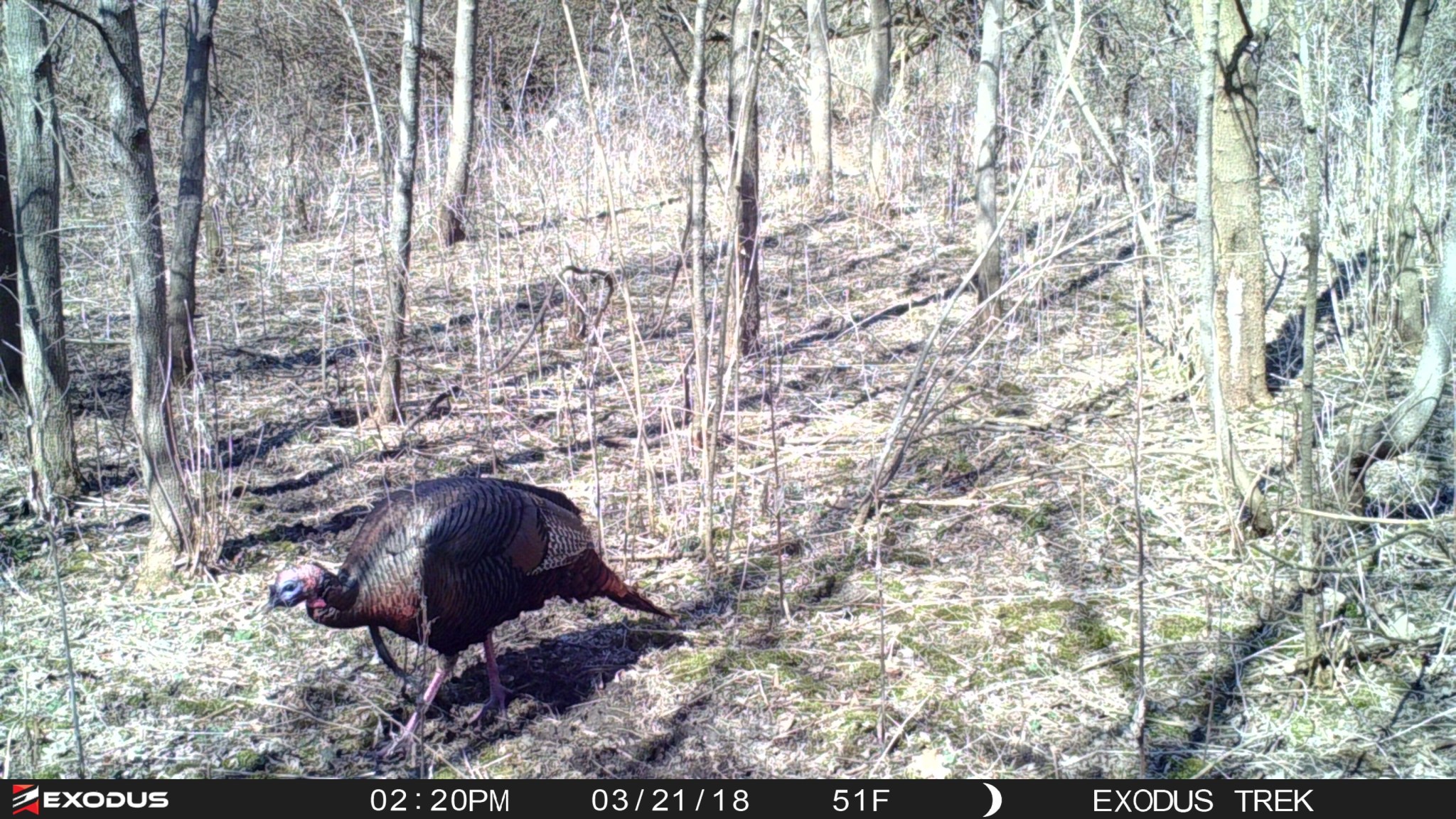 An In-Depth Look at the Exodus Trek Trail Camera - Wide Open Spaces