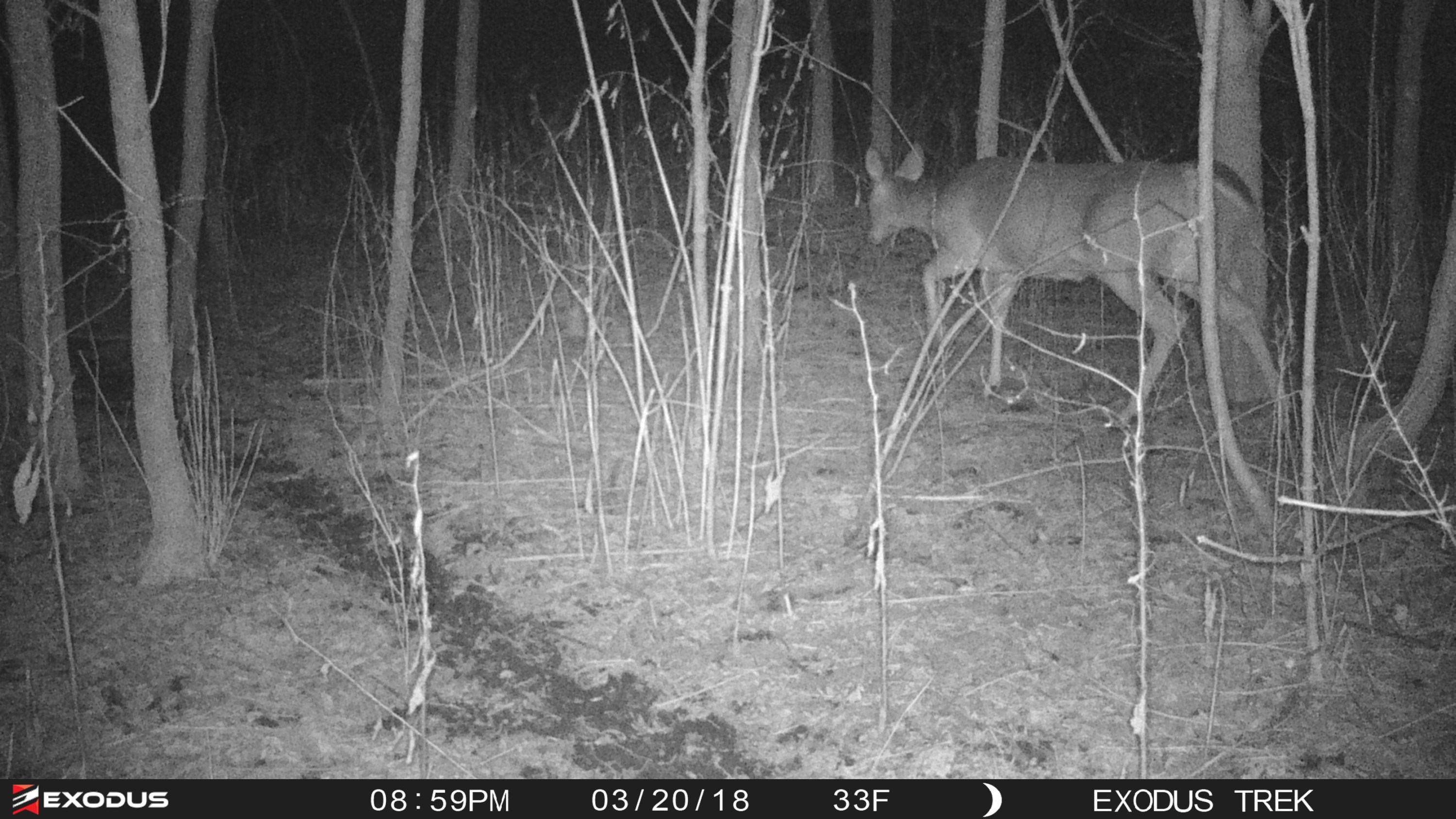 An In-Depth Look at the Exodus Trek Trail Camera - Wide Open Spaces