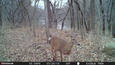 An In-Depth Look at the Exodus Trek Trail Camera - Wide Open Spaces