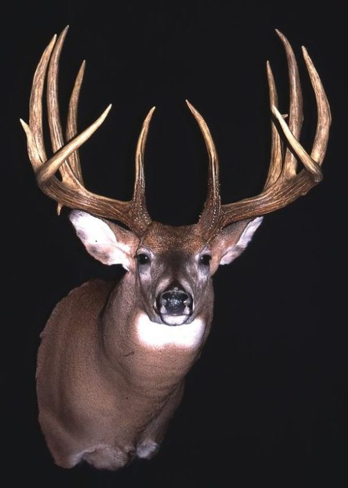 #WhitetailWednesday: 4 Bucks That Controversially Missed Being World ...