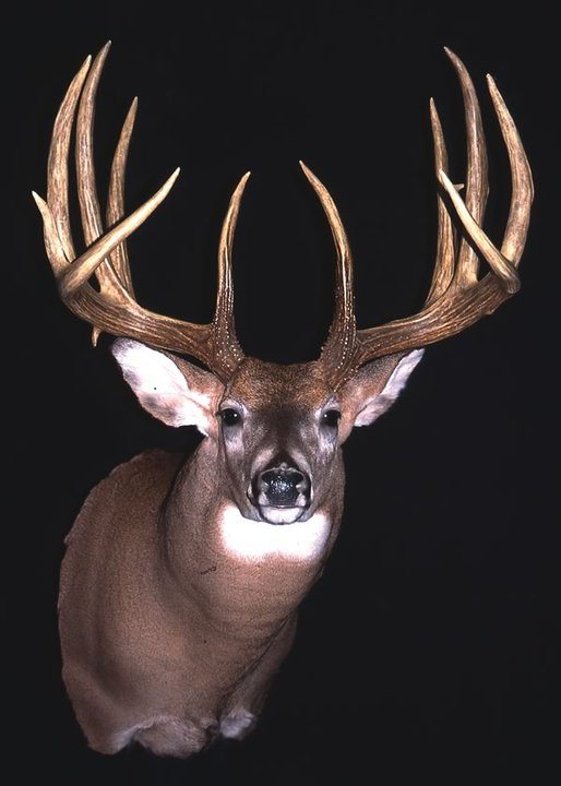 #WhitetailWednesday: 4 Bucks That Controversially Missed Being World ...