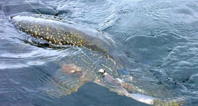Northern Pike Added to Minnesota's Catch-and-Release Record Program ...