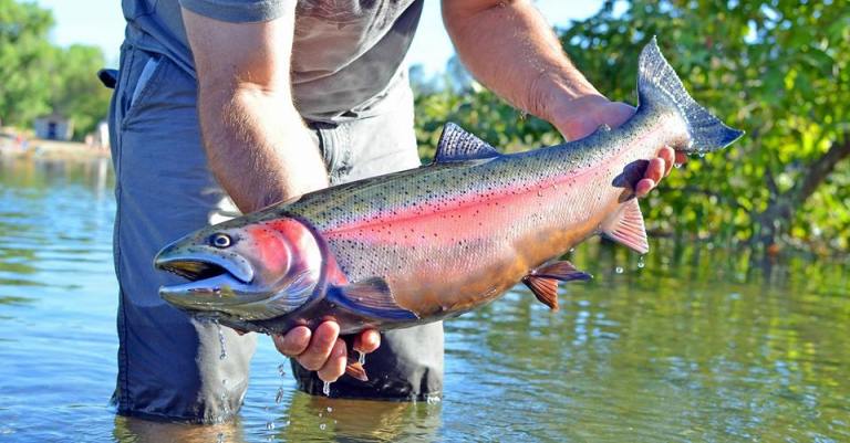 Polished Metal Walleye Sculpture is a Thing of Breathtaking Beauty ...