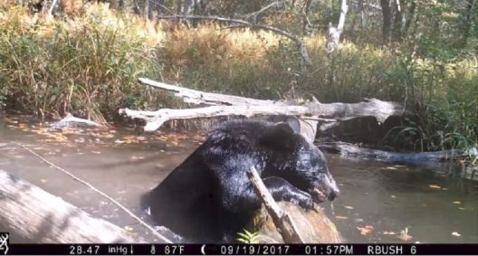 Count the Critters Crossing 'The Log' in This Trail Cam Compilation ...