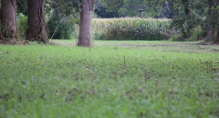 The Best Seeds to Plant for This Deer Season - Wide Open Spaces