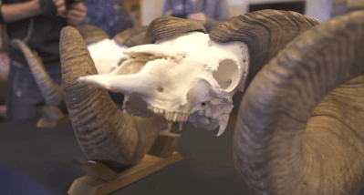 New Bighorn Sheep Record is Testimony to Conservation - Wide Open Spaces