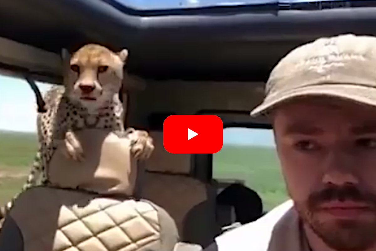Guy Tries to Remain Calm With a Cheetah in His Jeep - Wide Open Spaces