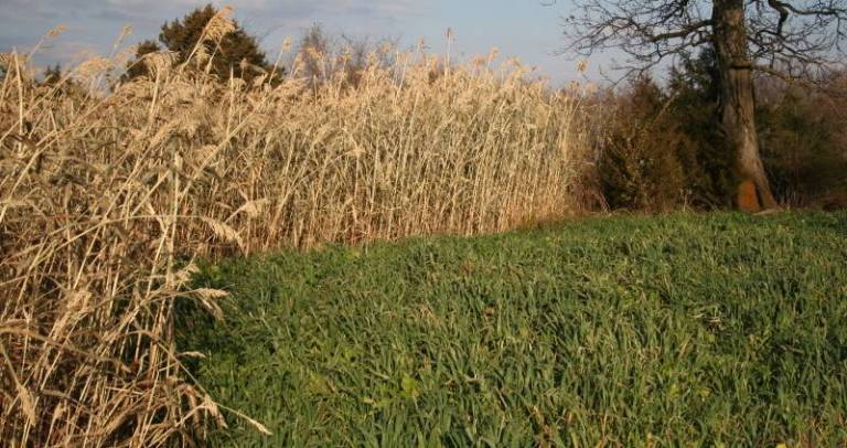 The Best Seeds to Plant for This Deer Season - Wide Open Spaces