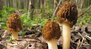 Real vs. False Morels: How To Tell the Wild Mushrooms Apart