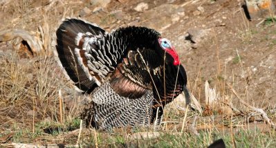 Practice These Hunting Safety Tips During Turkey Season - Wide Open Spaces