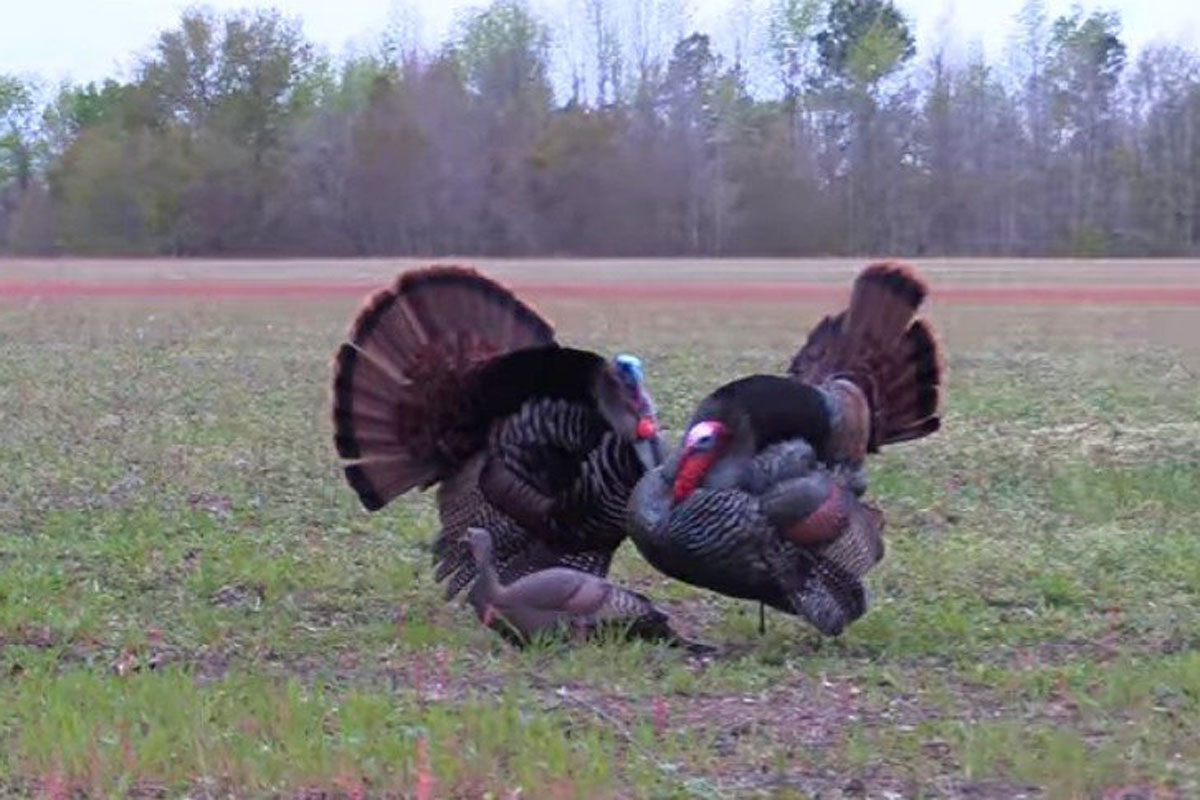 World Record 13-Beard Turkey, Back From Taxidermist and on Full Display ...