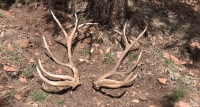Video: The Hushin Crew Matches Up Another Huge Set of Elk Sheds - Wide ...