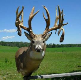 #WhitetailWednesday: 8 of the Coolest Drop-Tine Bucks Ever - Wide Open ...