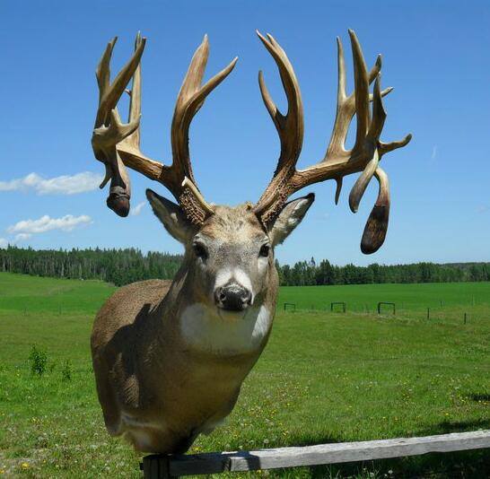 #WhitetailWednesday: 8 of the Coolest Drop-Tine Bucks Ever - Wide Open ...