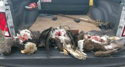 Oregon State Police Looking for Leads on Poaching of Three Bald Eagles ...