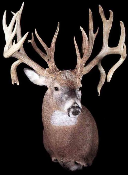 #WhitetailWednesday: 8 of the Coolest Drop-Tine Bucks Ever - Wide Open ...