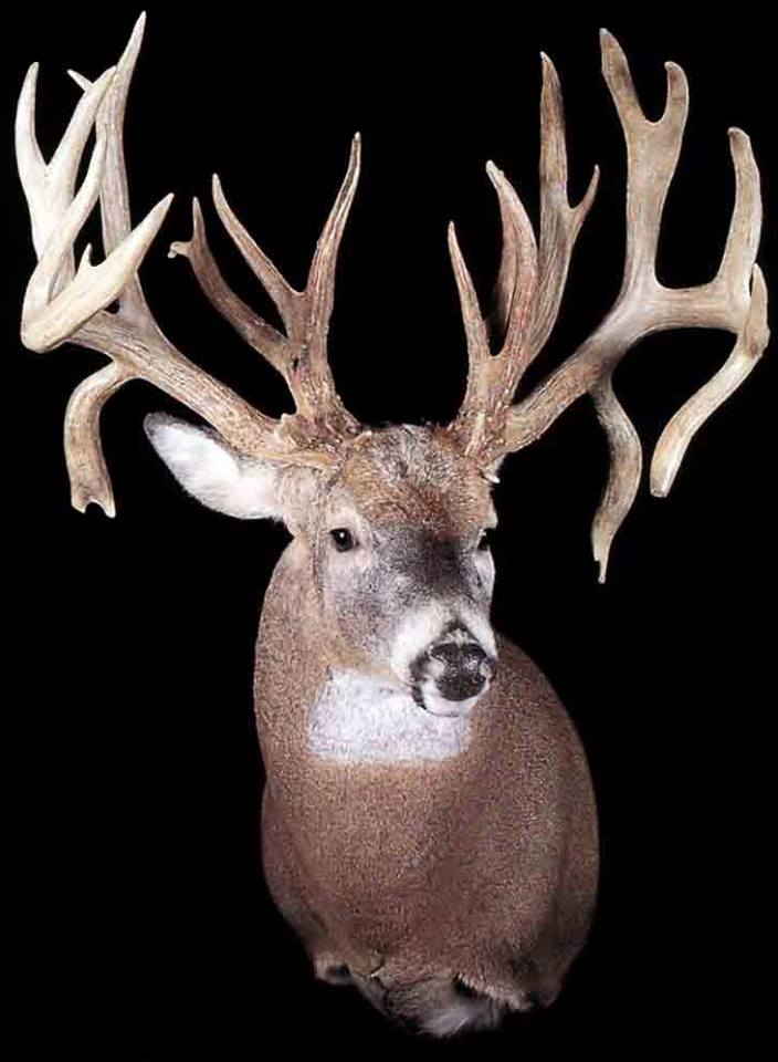 #WhitetailWednesday: 8 of the Coolest Drop-Tine Bucks Ever - Wide Open ...