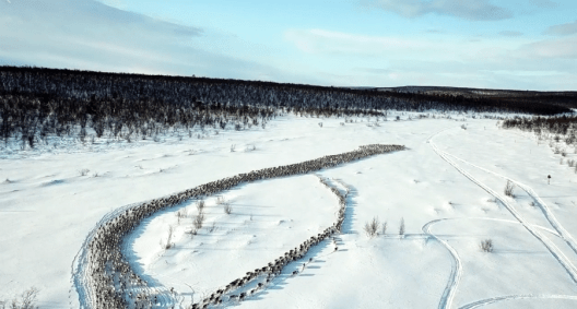 Thousands of Reindeer Migrate Over Snow-Covered Wilderness - Wide Open ...