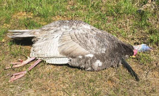 Flashback to the Smoke-Phase Turkey Harvested in Tennessee - Wide Open ...
