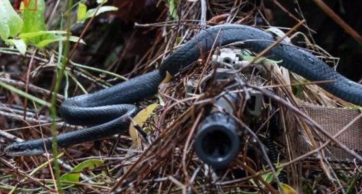 Black Snake Photographed Slithering Over Sniper's Gun Barrel in ...