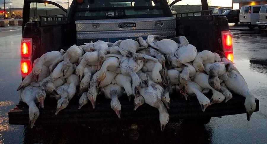 51 Geese Dead From Freak Hail Storm In Idaho - Wide Open Spaces