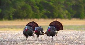 Hunters Can't Figure Out What Was Inside of This Turkey - Wide Open Spaces
