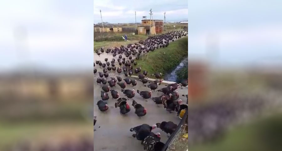 This Infographic Will Tell You if That Turkey is Indeed a Tom - Wide ...