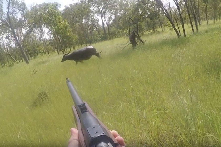 Water Buffalo Charges Hunter in Australia - Wide Open Spaces